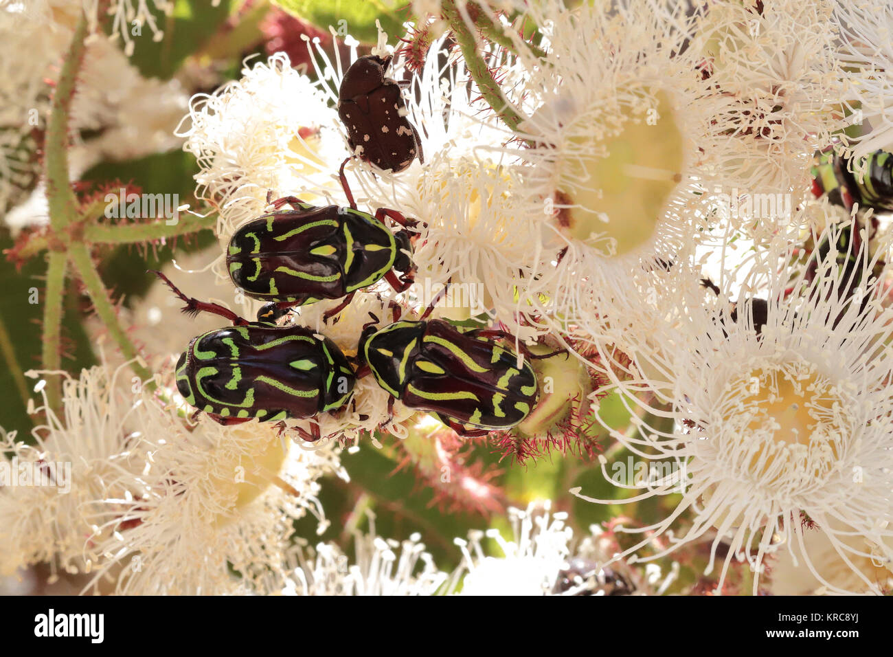 Fiddler beetle hi-res stock photography and images - Alamy