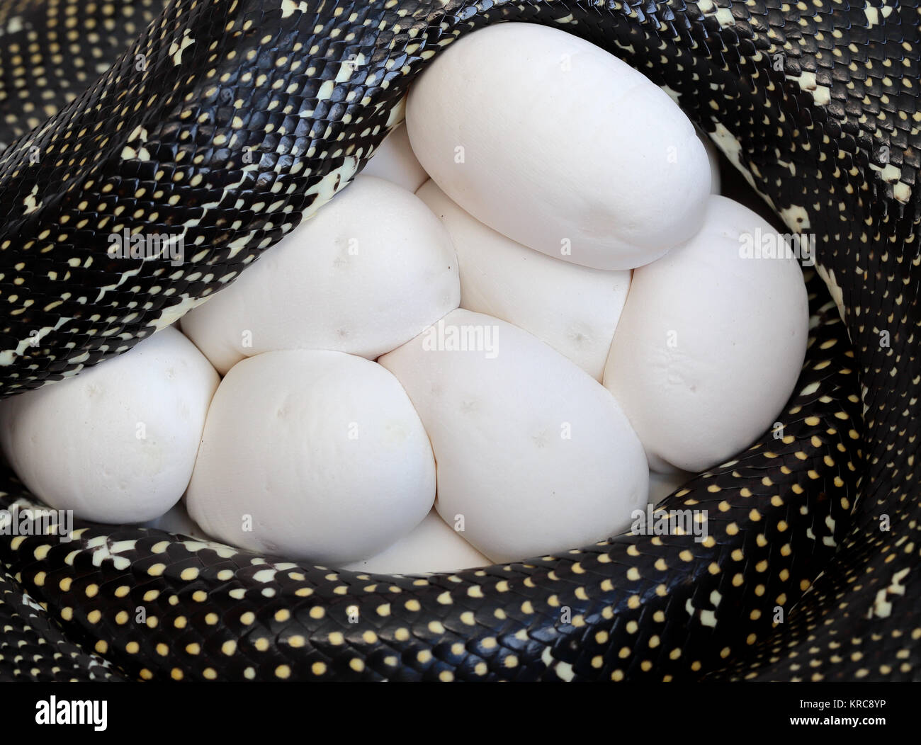 Diamond Python with eggs Stock Photo - Alamy
