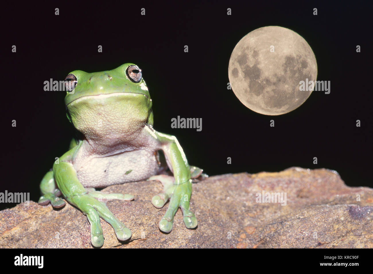 Green Tree Frog Stock Photo - Alamy