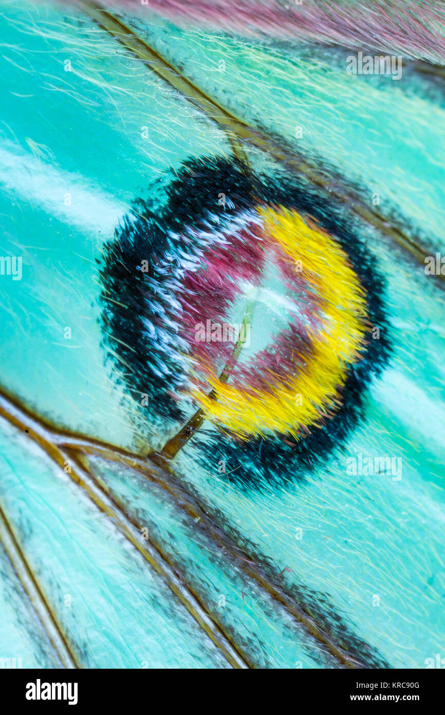 Detail of Eyespot (sometimes ocellus) - Ocelo, MARIPOSA ISABELINA ...