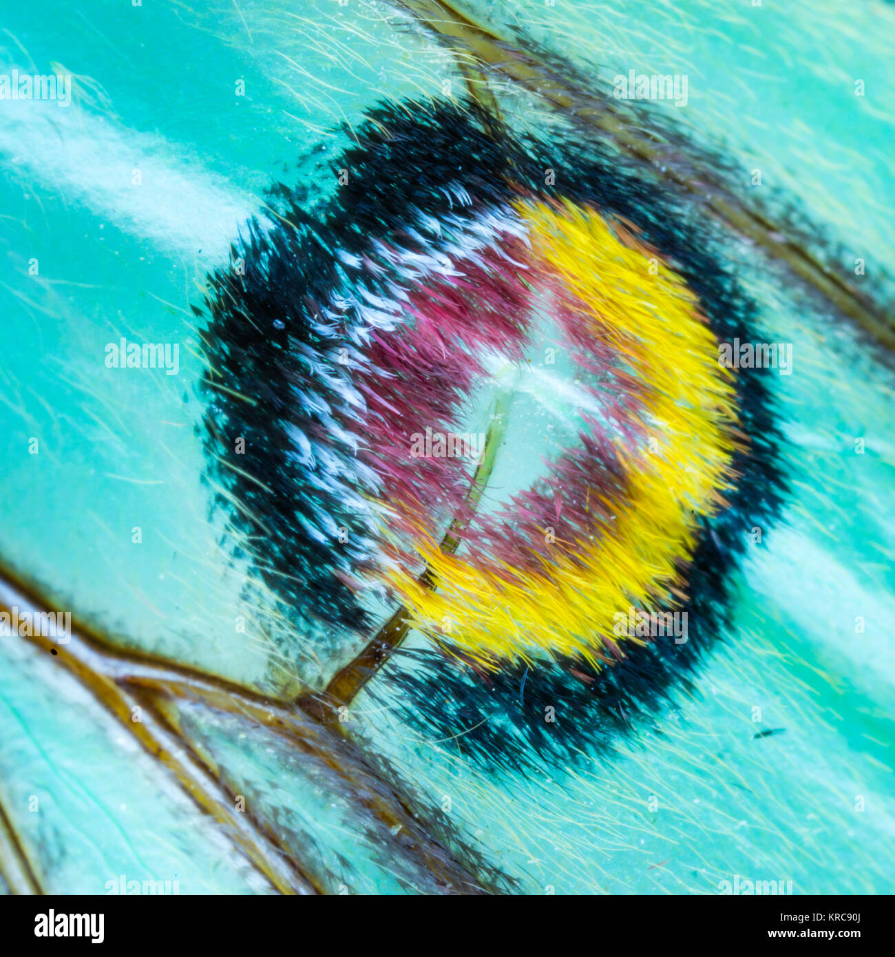 Detail of Eyespot (sometimes ocellus) - Ocelo, MARIPOSA ISABELINA ...