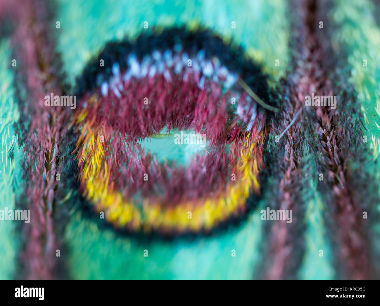 Detail of Eyespot (sometimes ocellus) - Ocelo, MARIPOSA ISABELINA ...