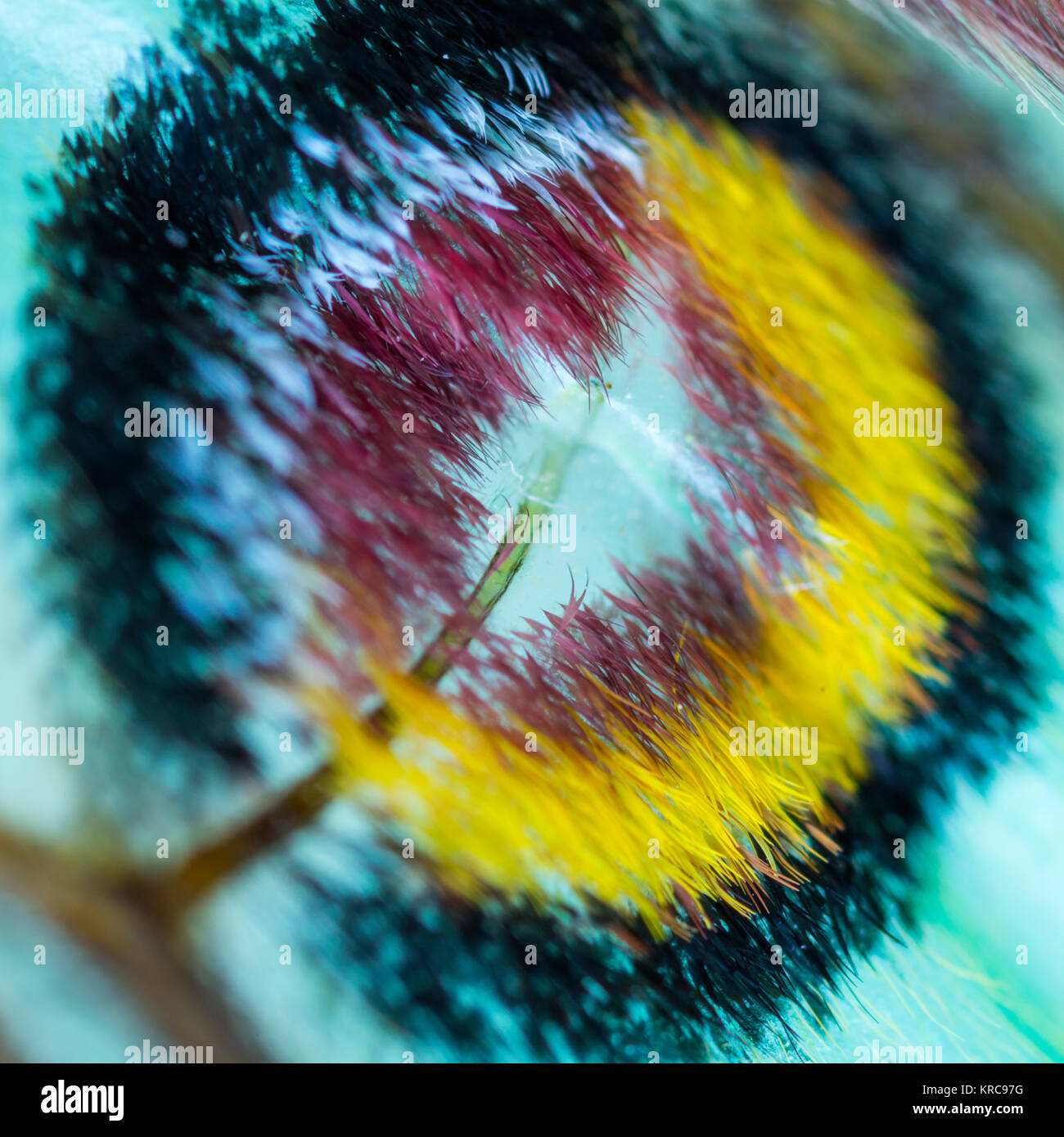 Detail of Eyespot (sometimes ocellus) - Ocelo, MARIPOSA ISABELINA ...