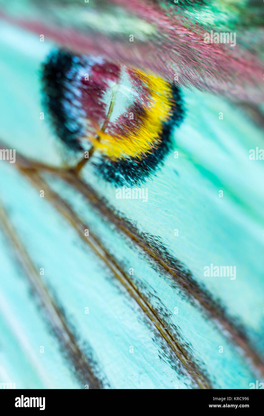 Detail of Eyespot (sometimes ocellus) - Ocelo, MARIPOSA ISABELINA ...