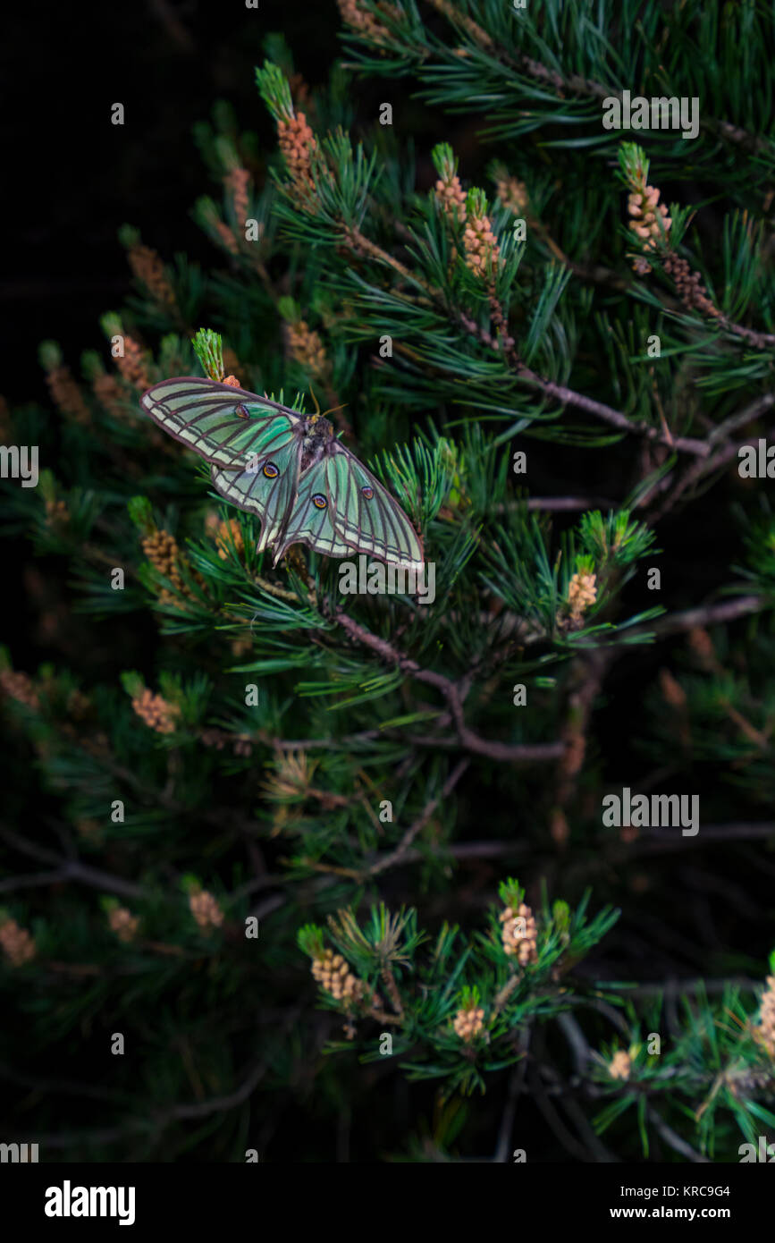 MARIPOSA ISABELINA - SPANISH MOON MOTH Spanish (Graellsia isabellae ...