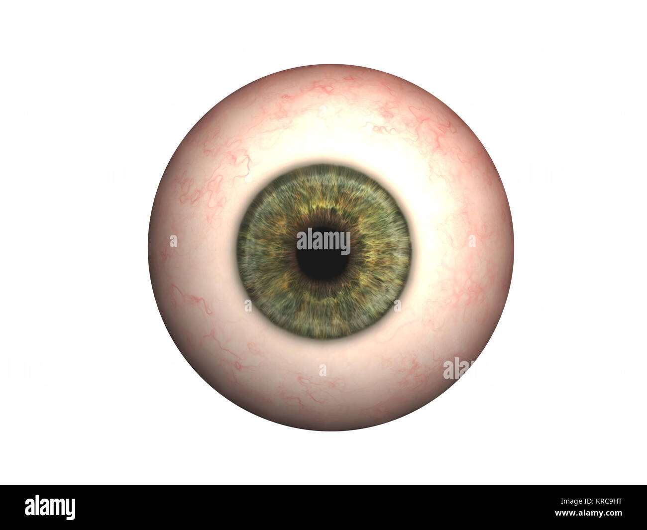 Human eye exposed Stock Photo - Alamy