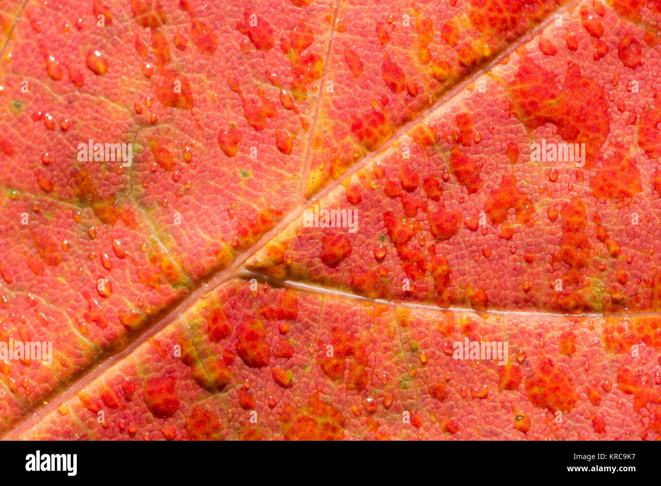 Red Maple Leaf Close Up Stock Photo - Alamy