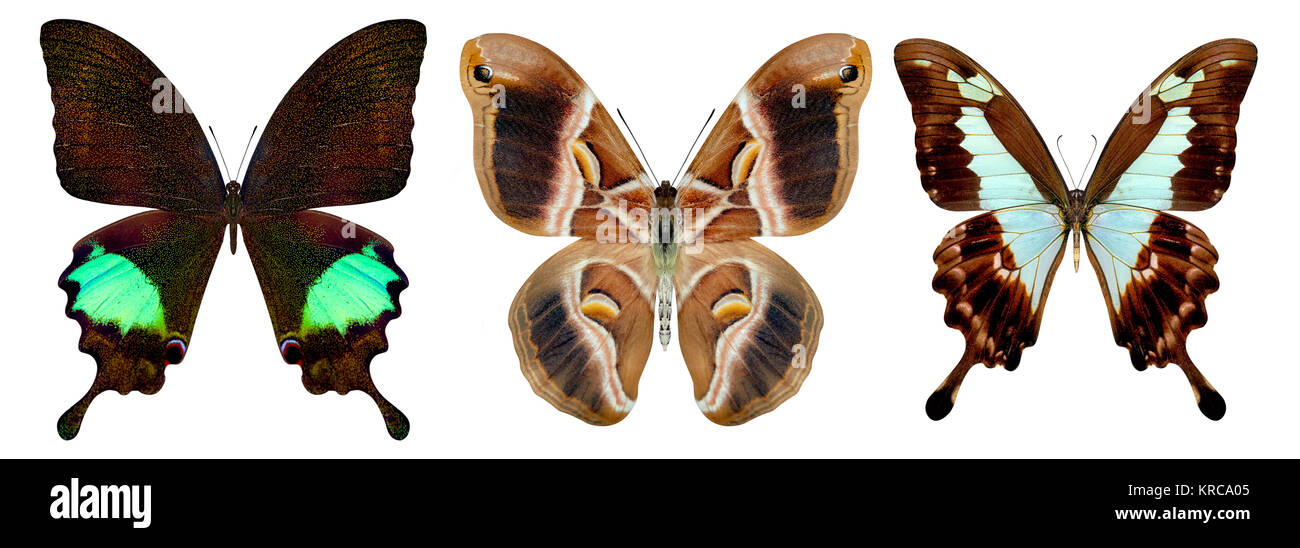 beautiful butterfly isolated on a white Stock Photo - Alamy