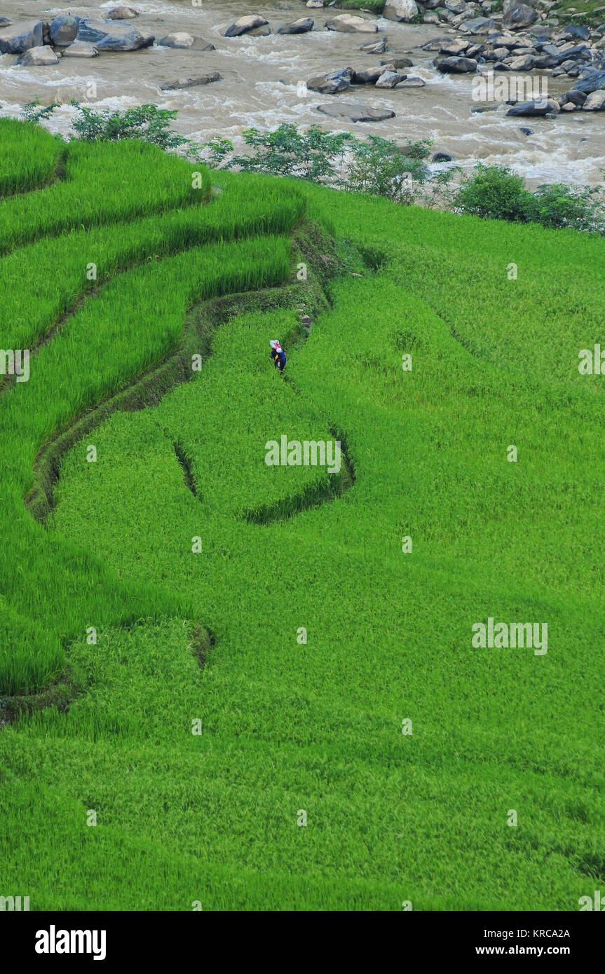 Terraced rice field at sunny day in Yen Bai, Northern Vietnam Stock ...