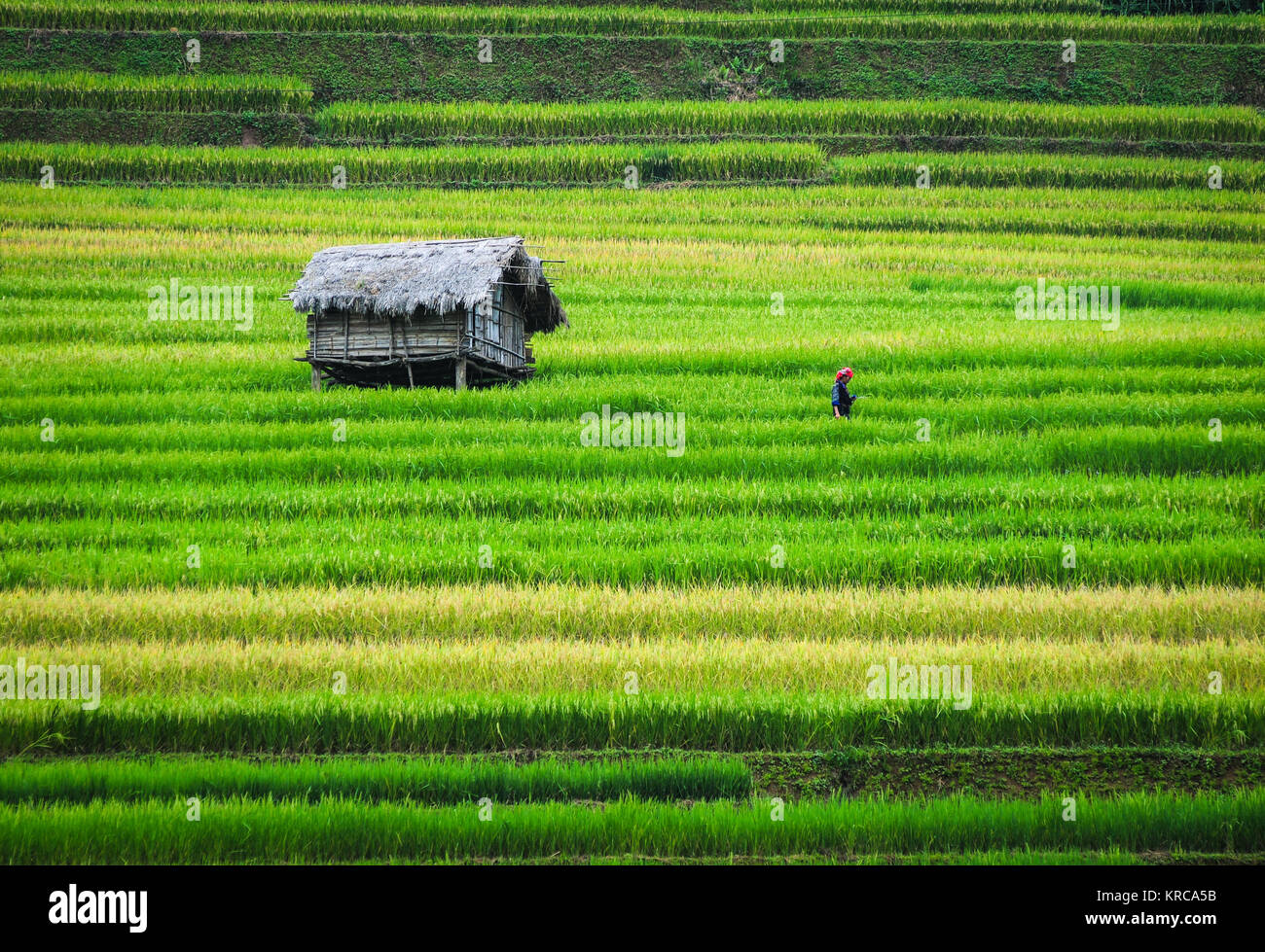 Terraced rice field with small house in Yen Bai Province, Northern ...