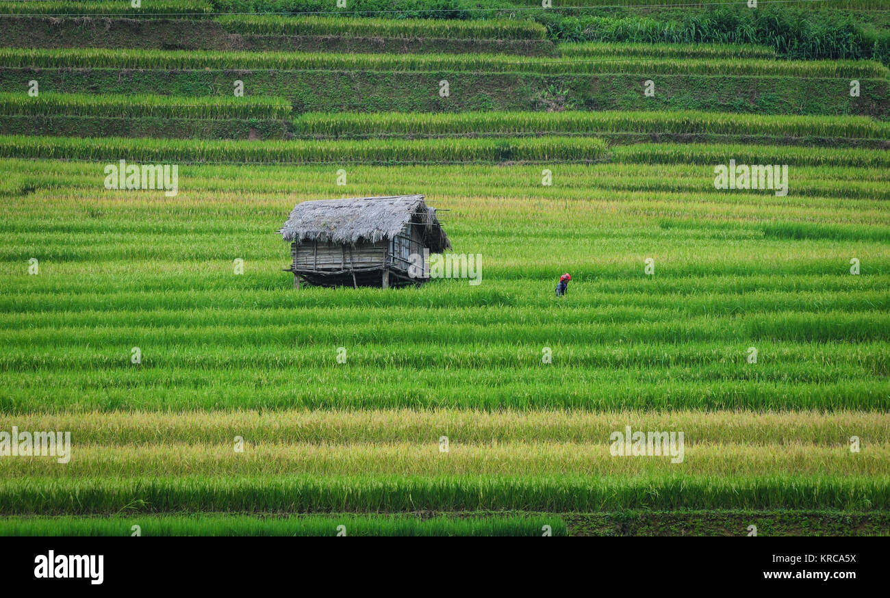 Terraced rice field with small house in Yen Bai, Northern Vietnam Stock ...