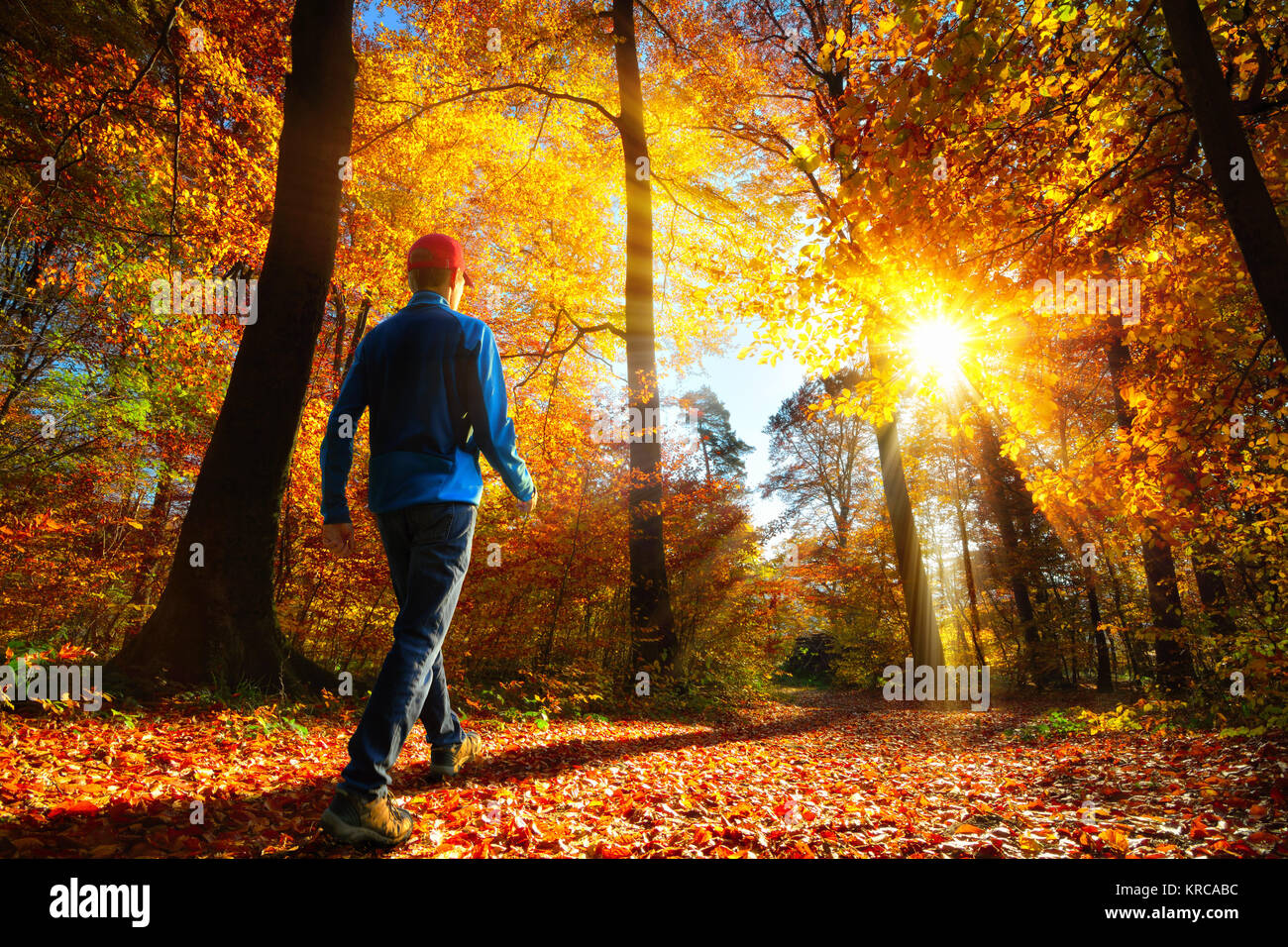 walking in the woods in glorious sunshine Stock Photo - Alamy