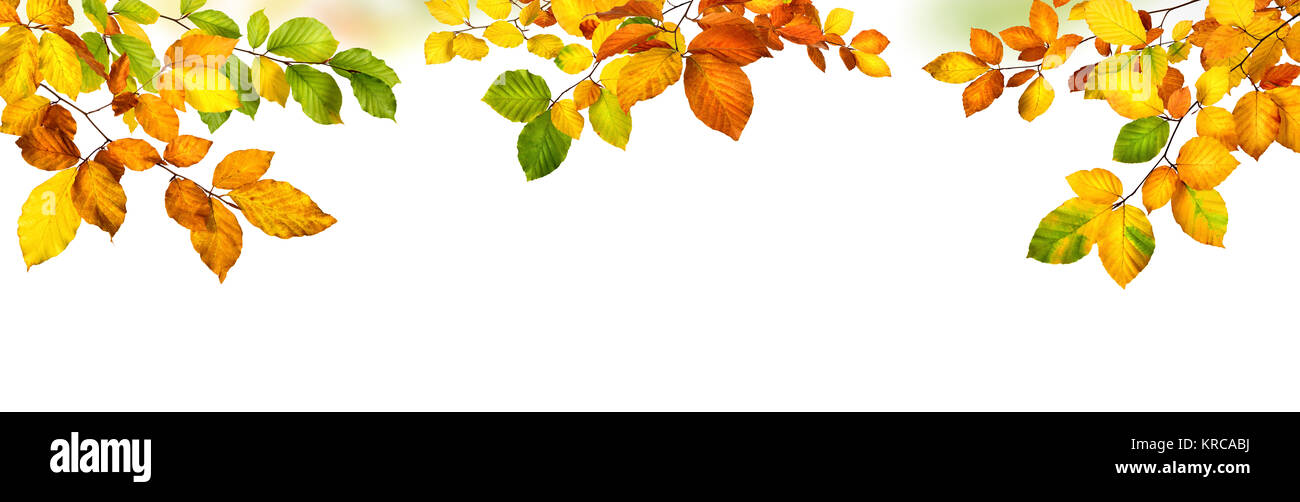 Elegant autumn beech leaves border, studio isolated on pure white ...