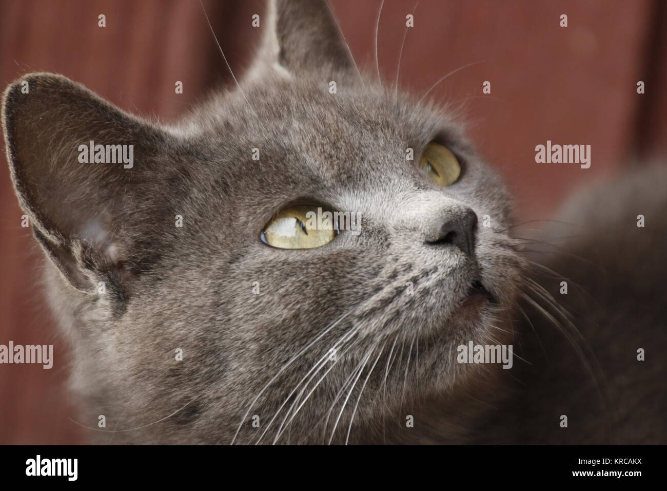 Graycat hi-res stock photography and images - Alamy