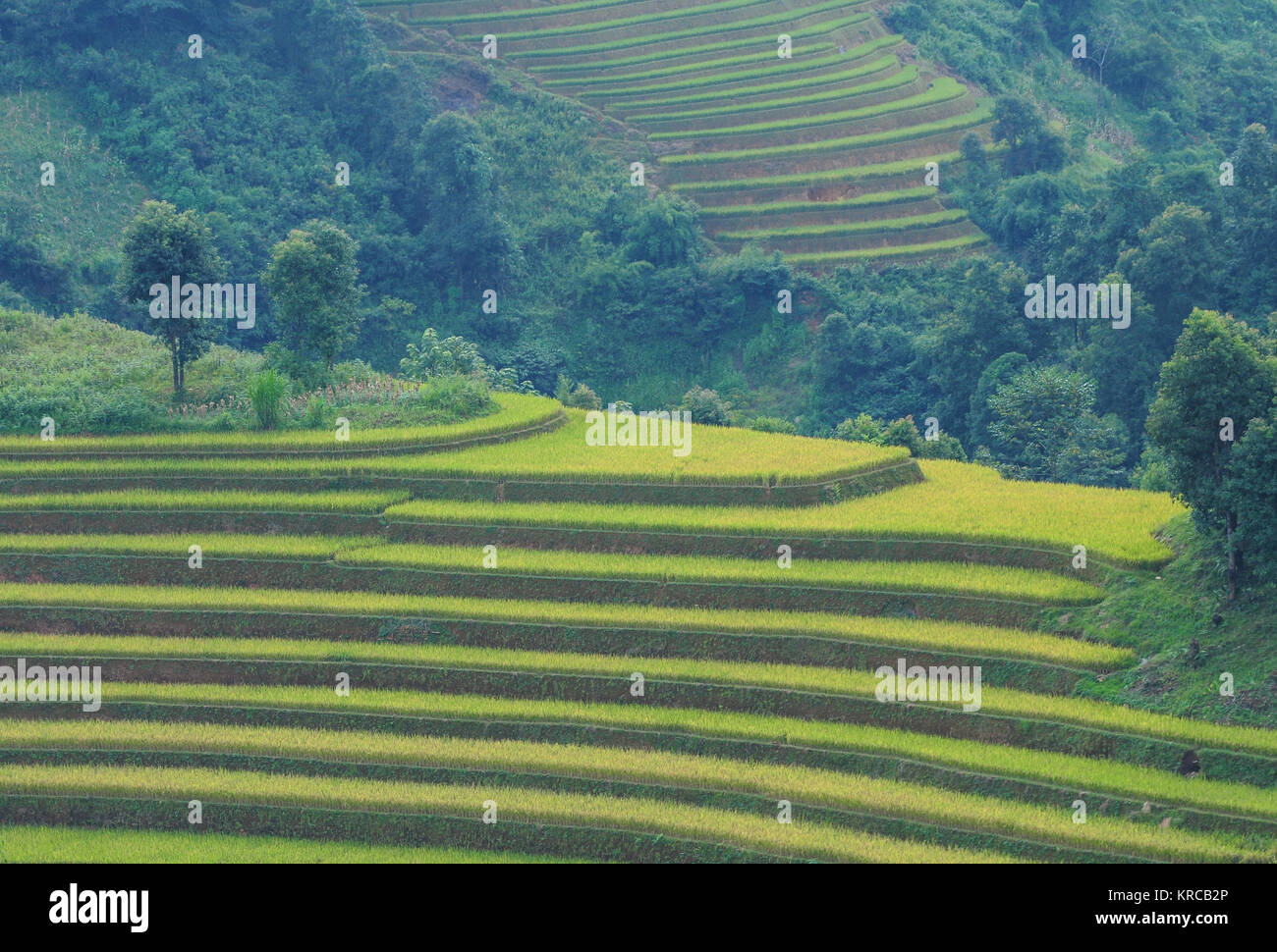 Terraced rice field in Ha Giang Province, Northern Vietnam Stock Photo ...