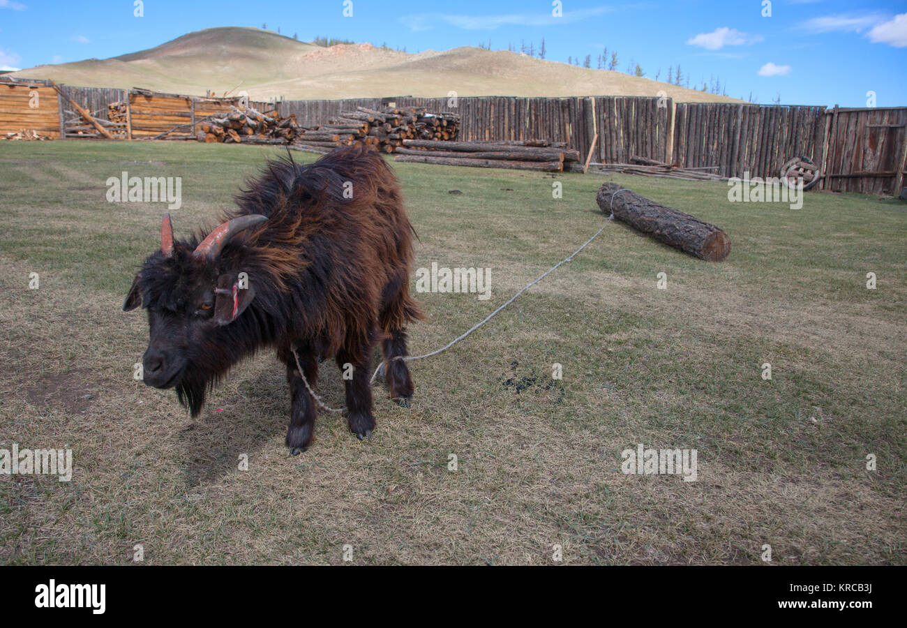 Goat tied to a log on a farm in Mongolia Stock Photo - Alamy