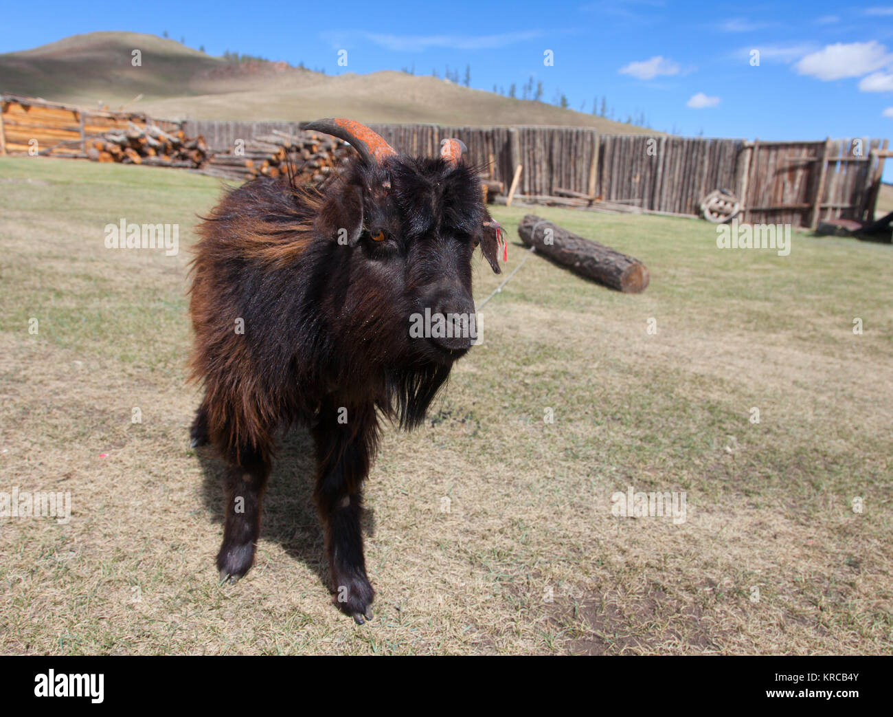 Rope tied goat hi-res stock photography and images - Alamy