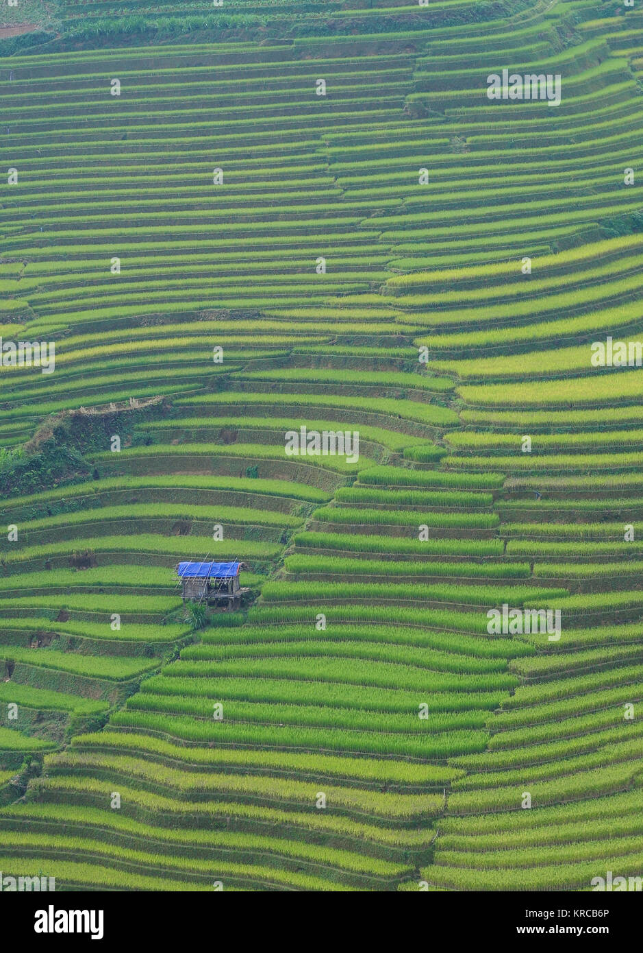 Terraced rice field with a small house in Northern Vietnam Stock Photo ...