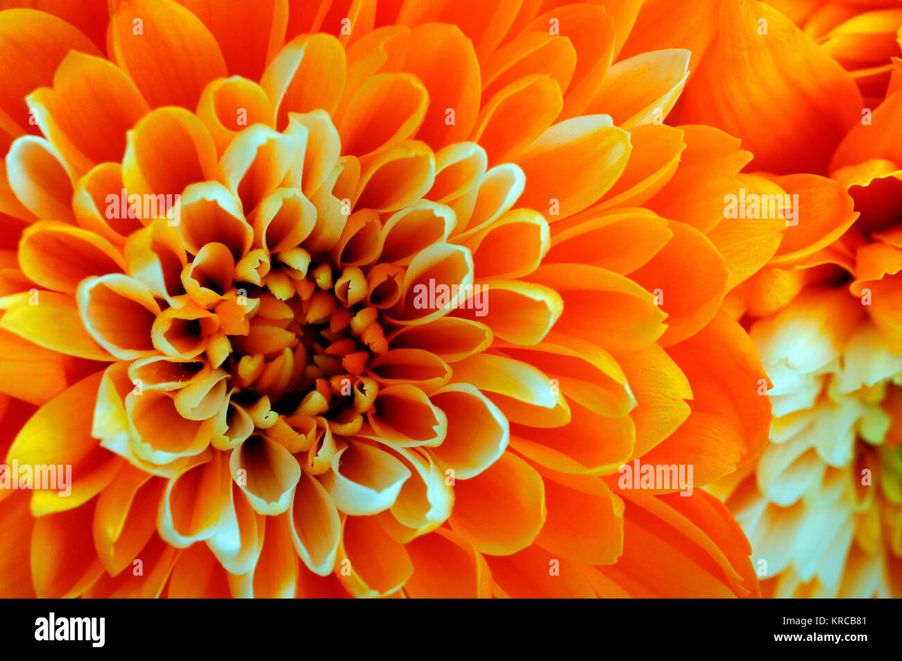 close up of orange aster flower bouquet for floral background Stock ...