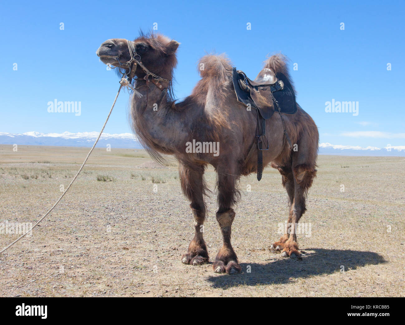 Bactrian camel saddled for riding in the desert Stock Photo - Alamy