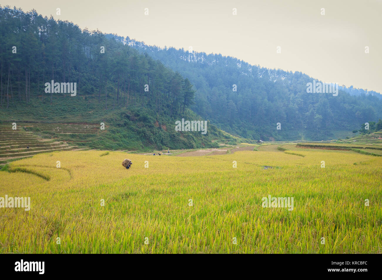 Terraced rice field with pine tree forest at misty day in Northern ...