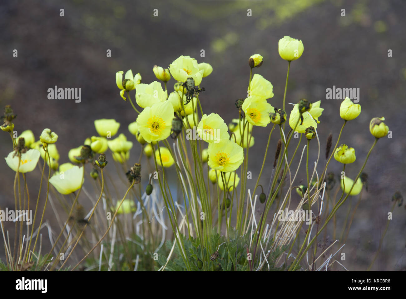Papaver radicatum hi-res stock photography and images - Alamy