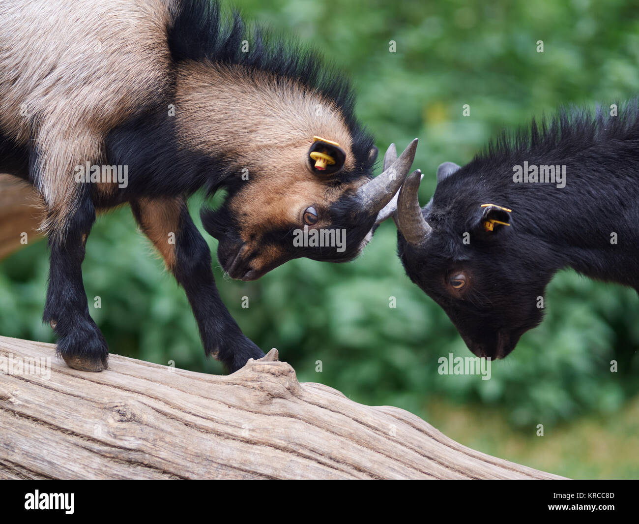 Two Goats Goat Fight Fighting High Resolution Stock Photography and ...