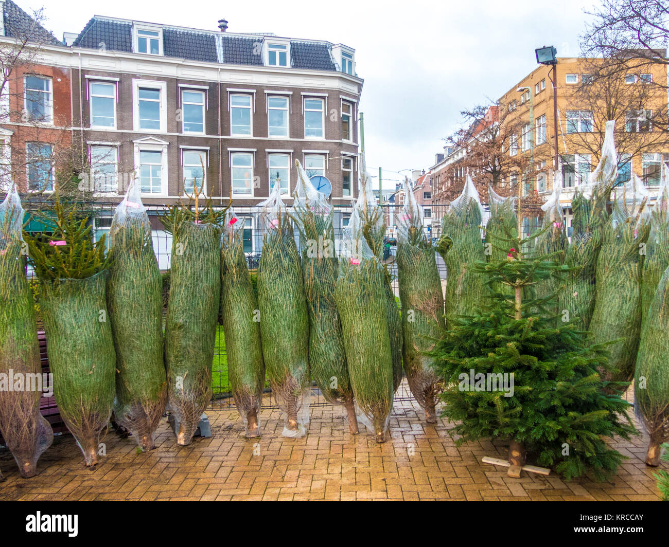 The Hague, the Netherlands - 17 December, 2017: christmas trees for ...