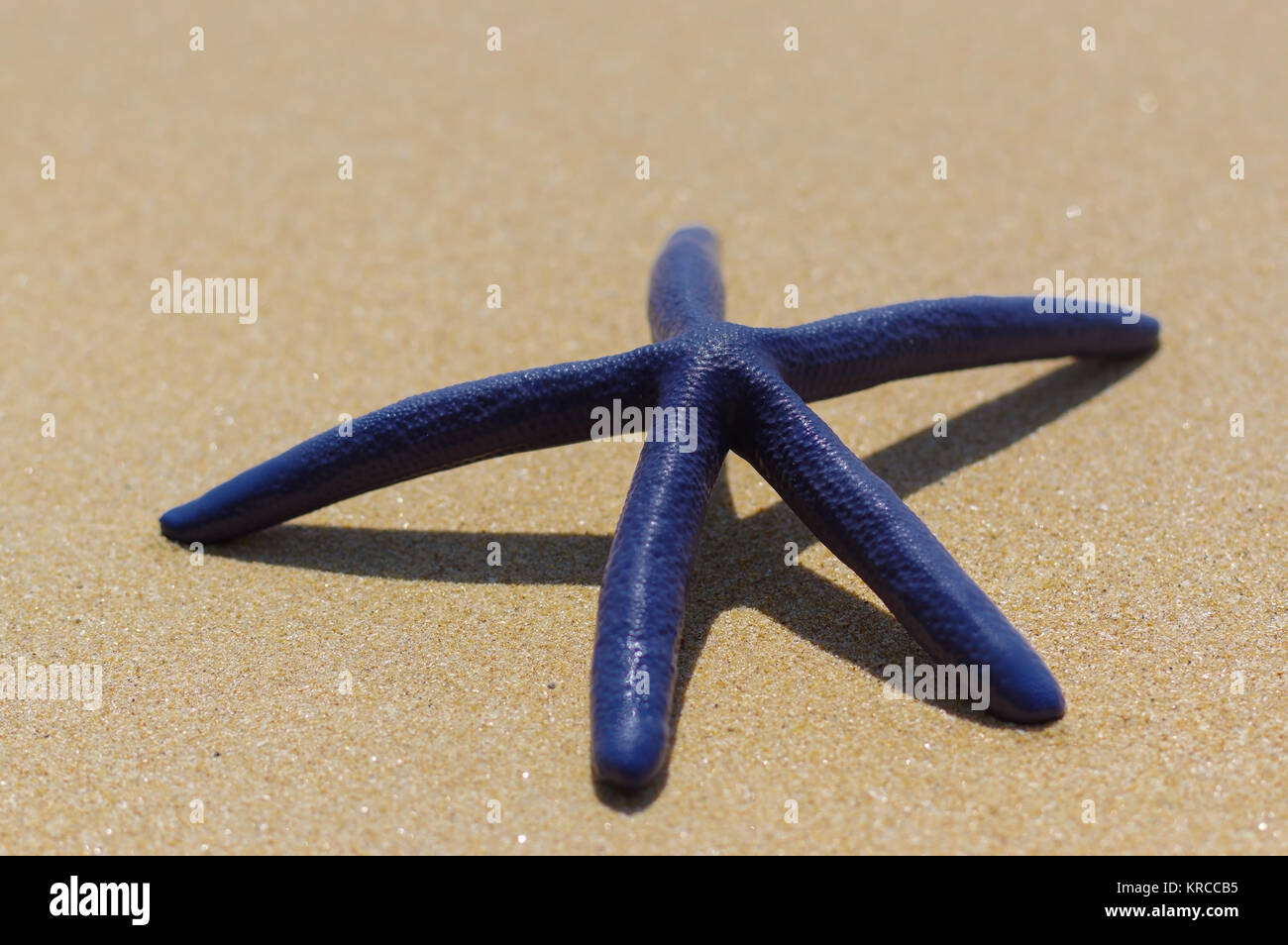 Starfish blue water hi-res stock photography and images - Alamy