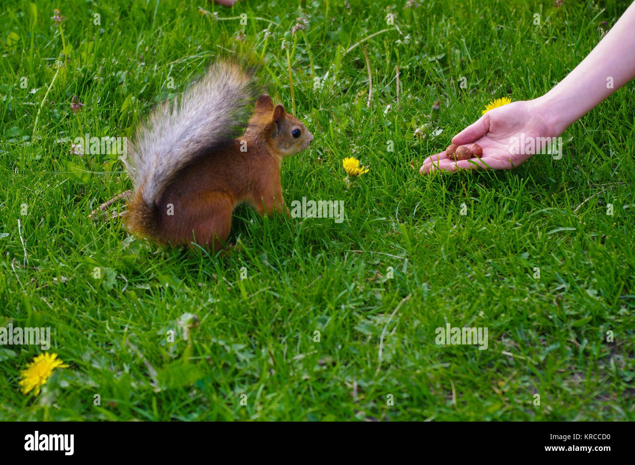 Green squirrel hi-res stock photography and images - Alamy
