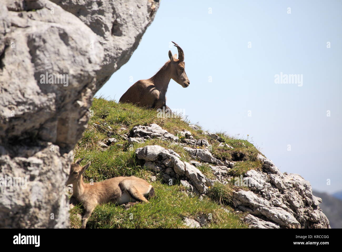 Iibex hi-res stock photography and images - Alamy