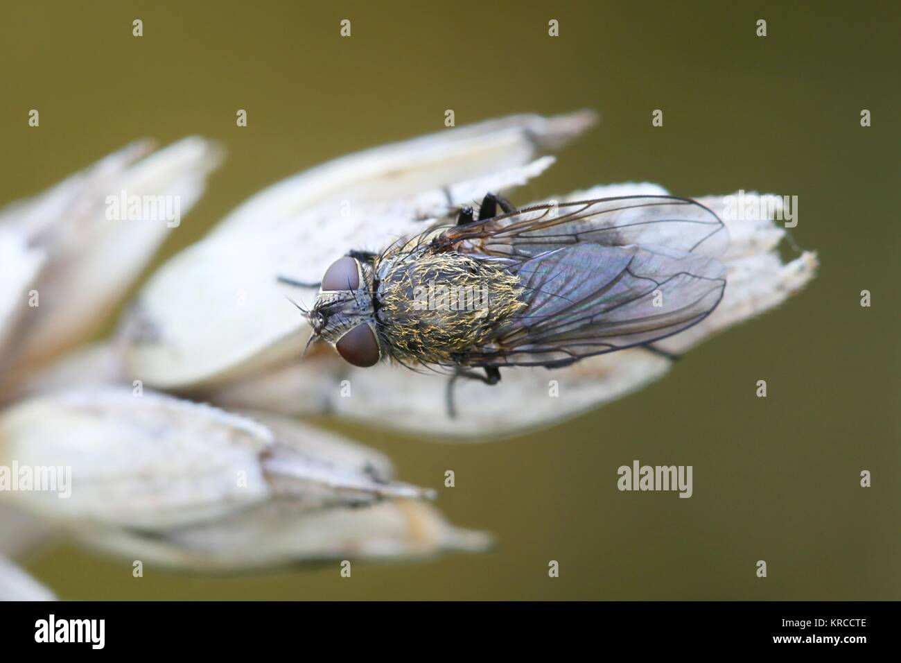Cluster fly, also called attic fly, (Pollenia sp Stock Photo - Alamy