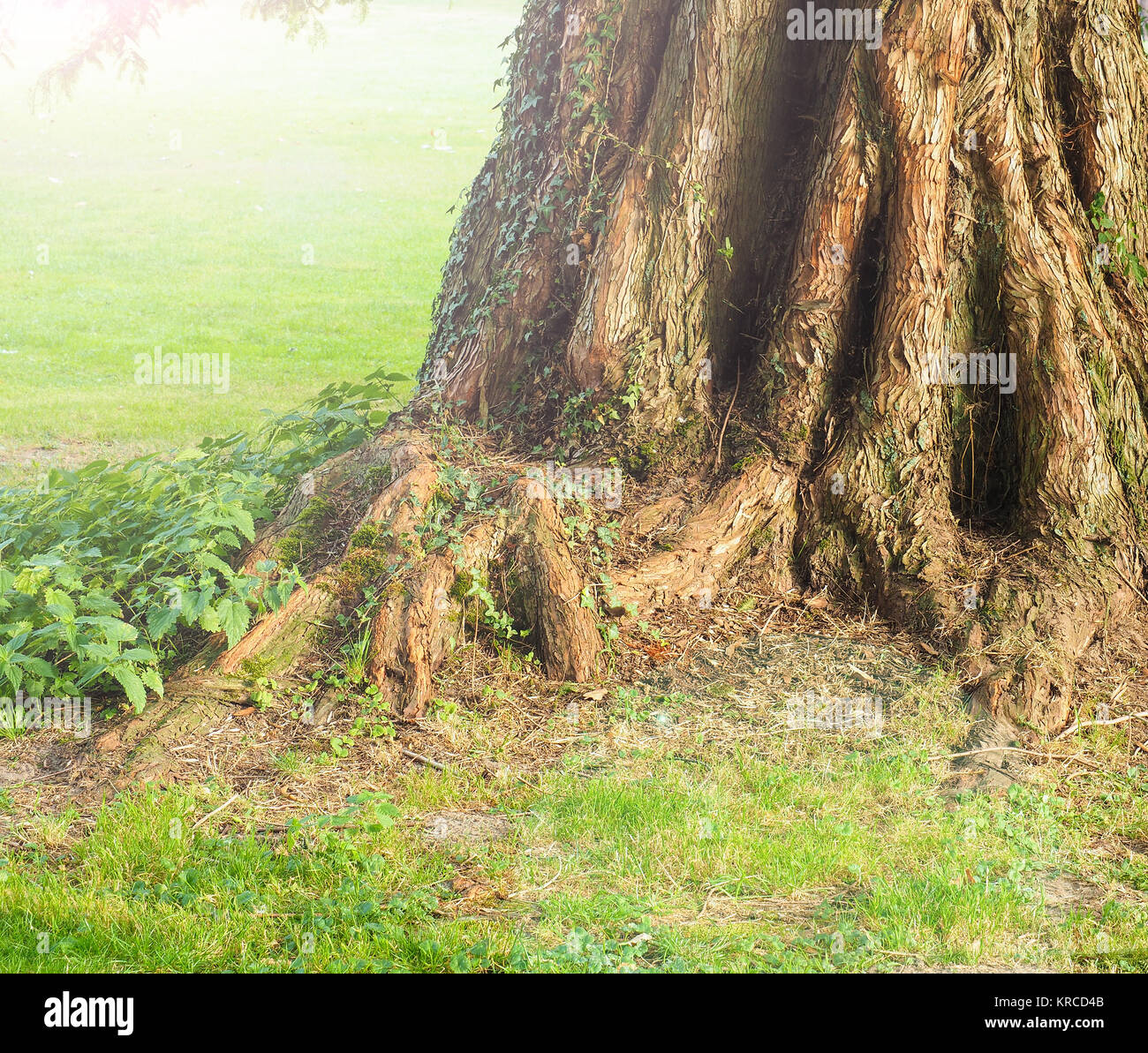Big old roots Stock Photo - Alamy