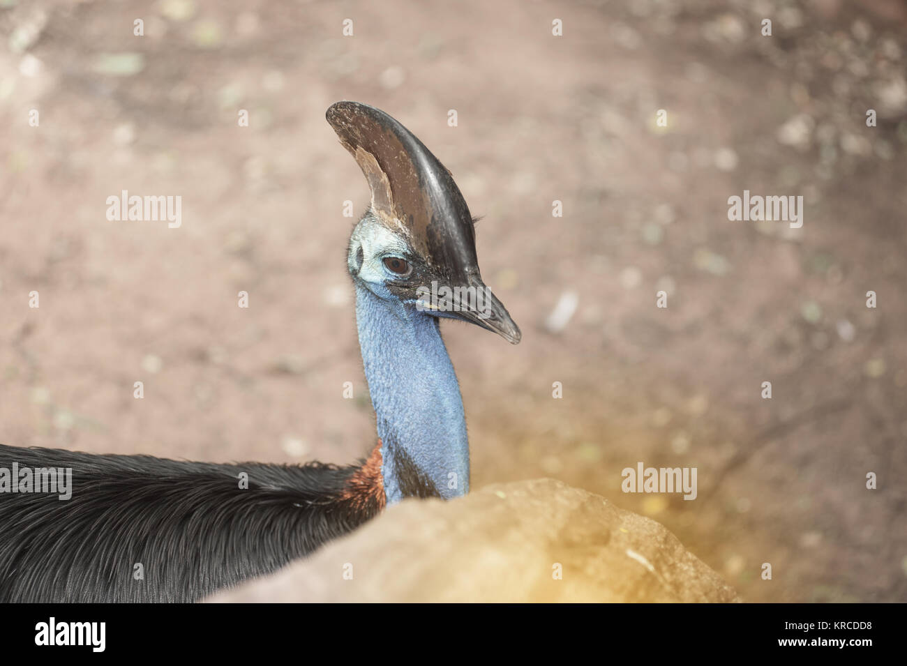 A close-up portrait of the massive flightless bird, the Cassowary in ...