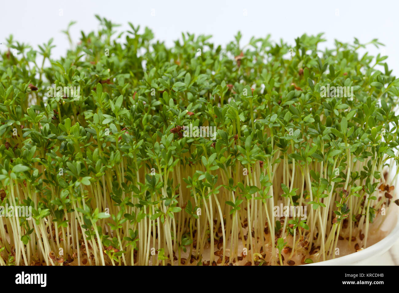 Cress seedlings isolated on white background Stock Photo - Alamy