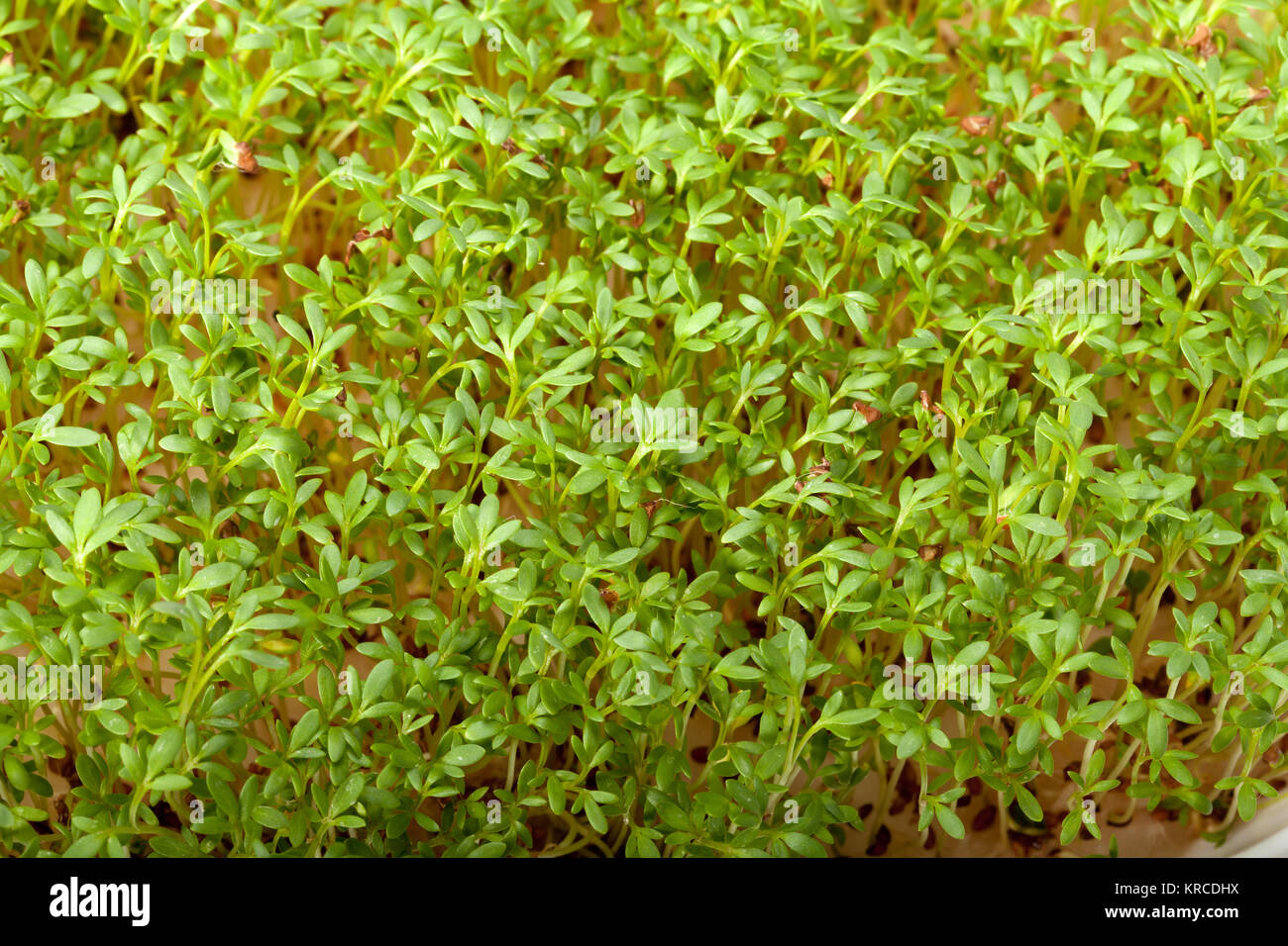 Cress seedlings isolated on white background Stock Photo - Alamy