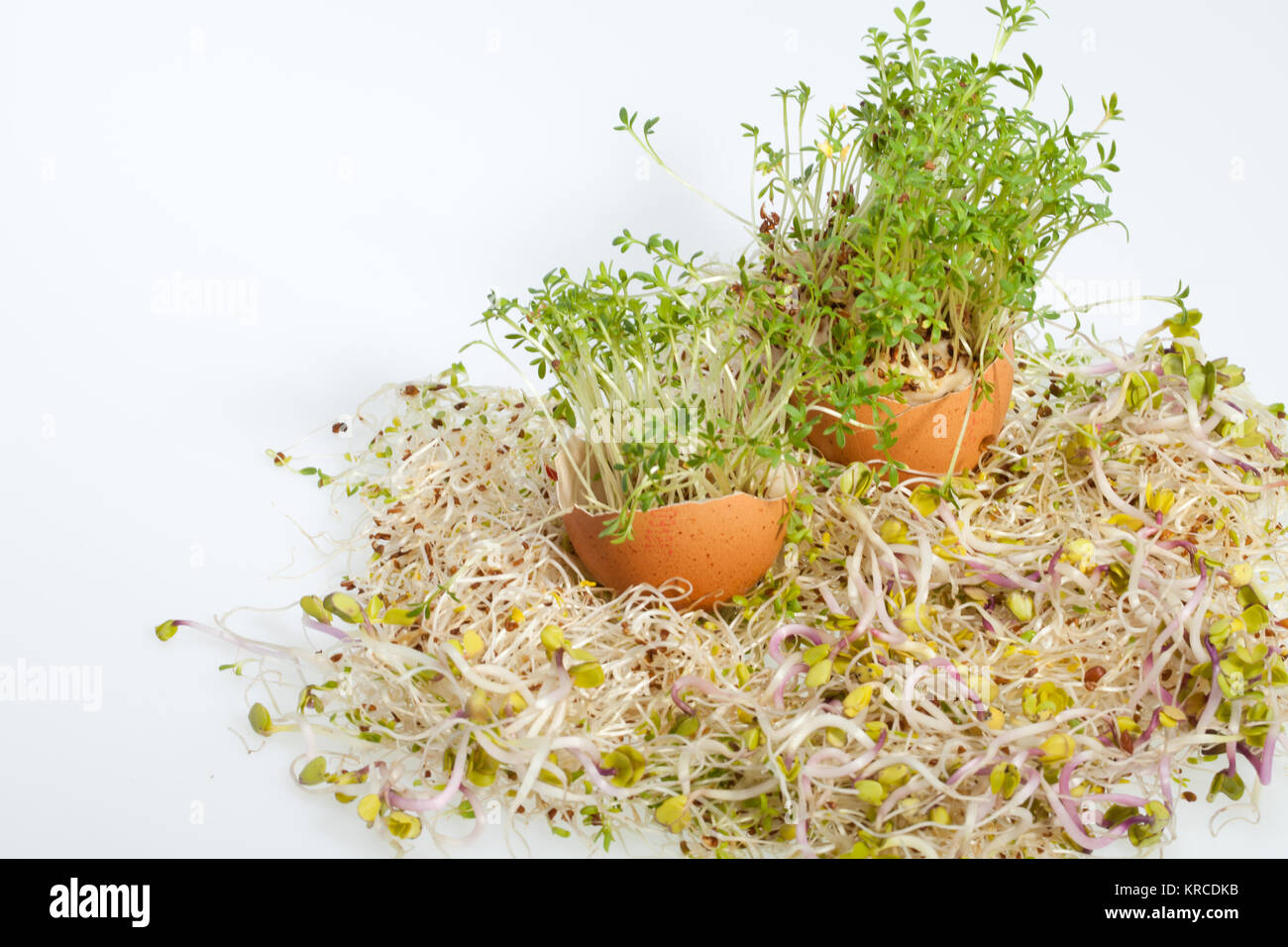 Fresh Alfalfa Sprouts and Spring Easter Egg Stock Photo - Alamy