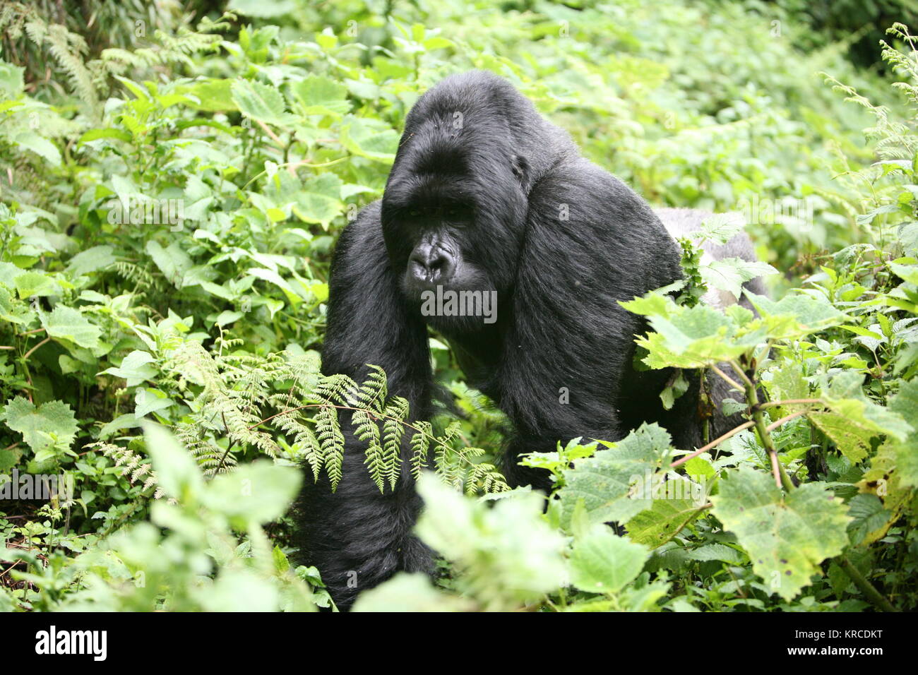 Wild Gorilla animal Rwanda Africa tropical Forest Stock Photo - Alamy