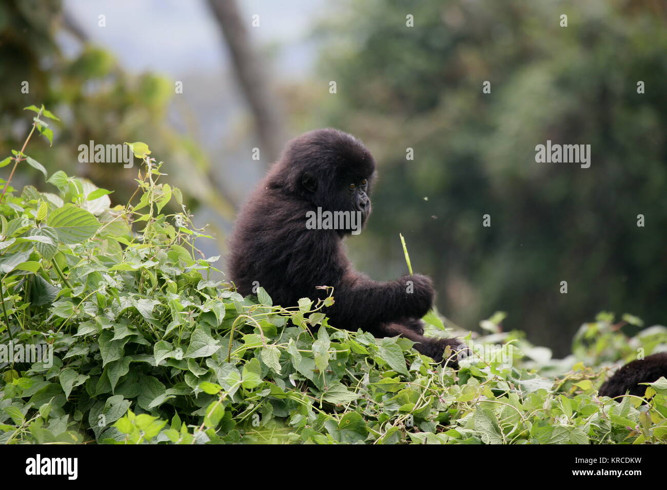 Wild Gorilla animal Rwanda Africa tropical Forest Stock Photo - Alamy