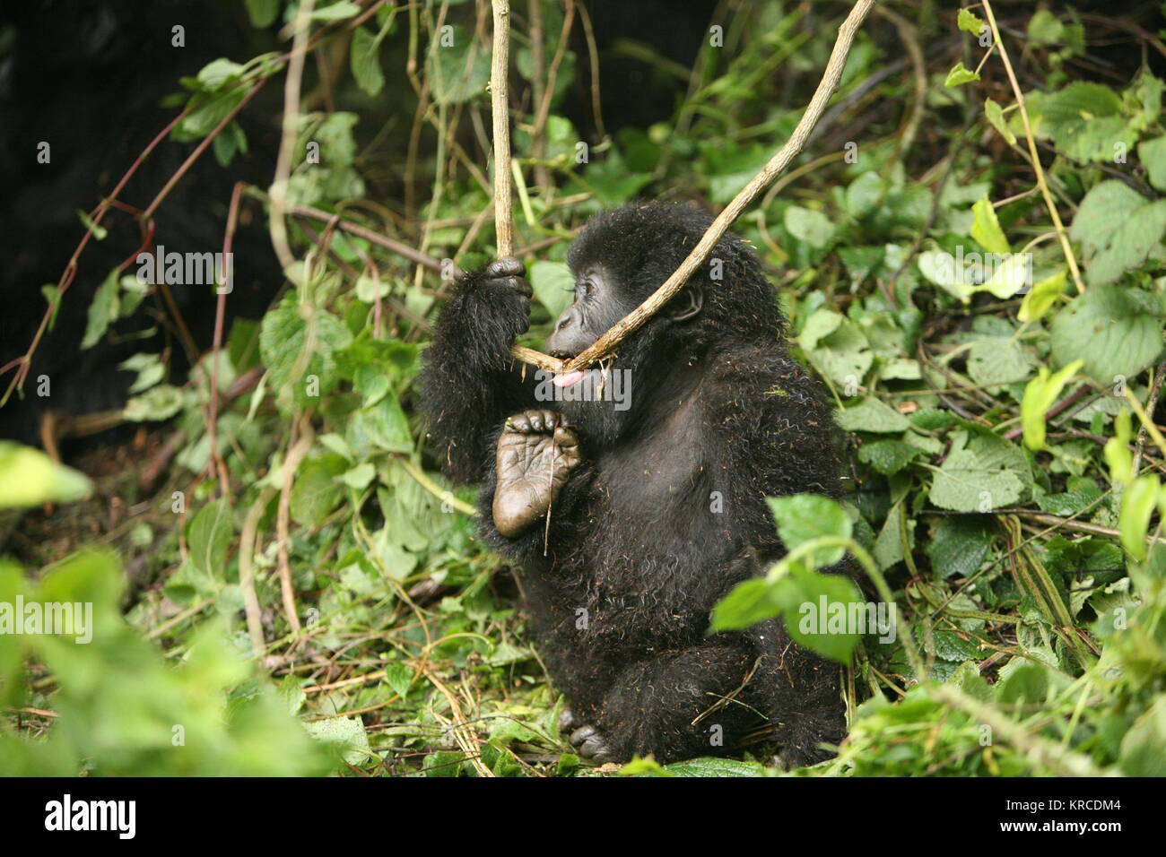 Wild Gorilla animal Rwanda Africa tropical Forest Stock Photo - Alamy