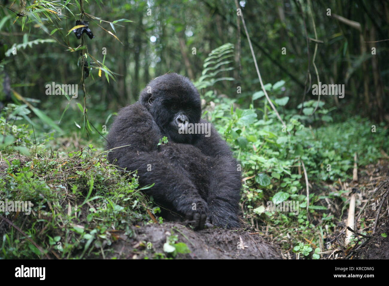 Wild Gorilla animal Rwanda Africa tropical Forest Stock Photo - Alamy