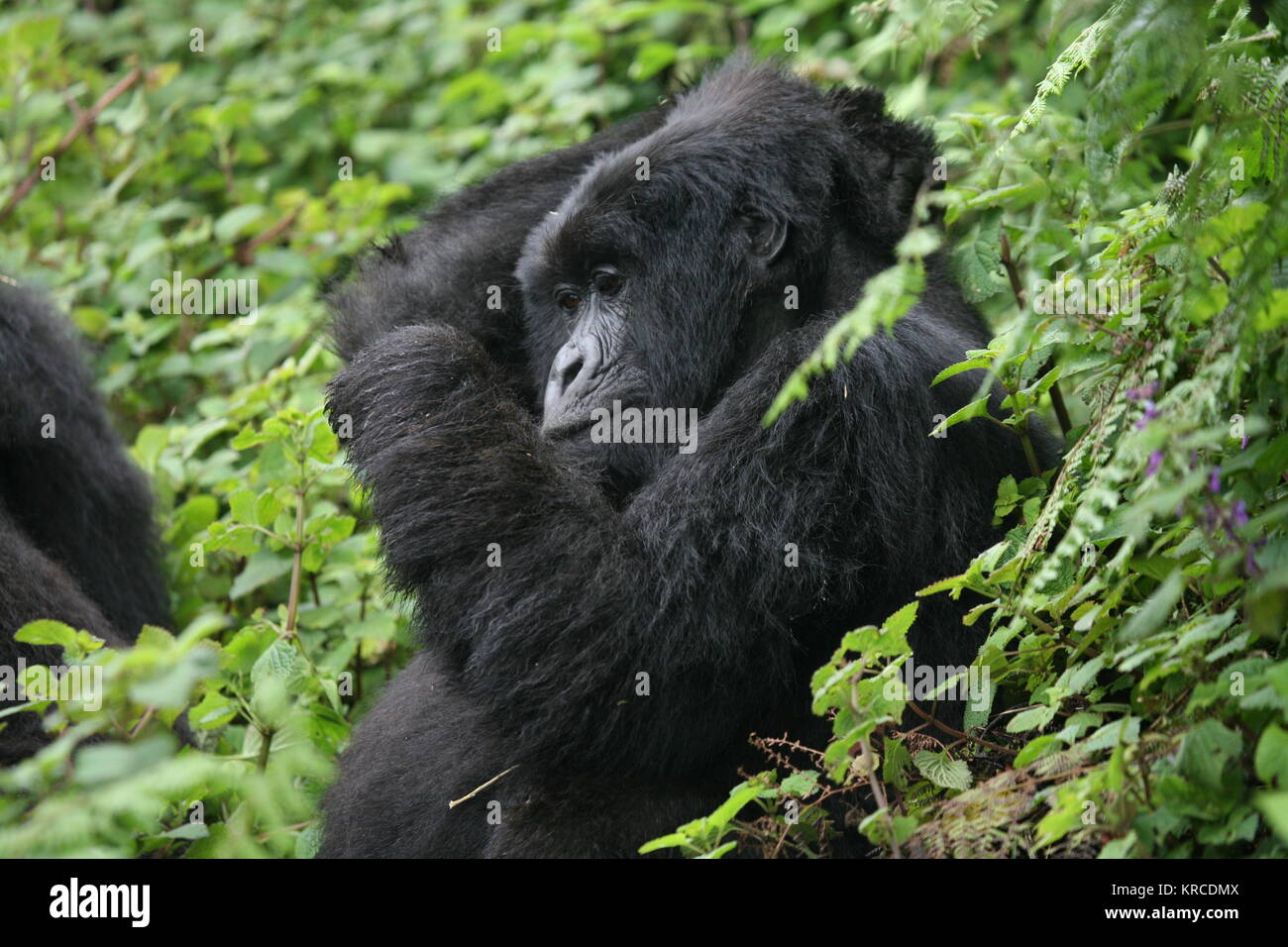 Wild Gorilla animal Rwanda Africa tropical Forest Stock Photo - Alamy