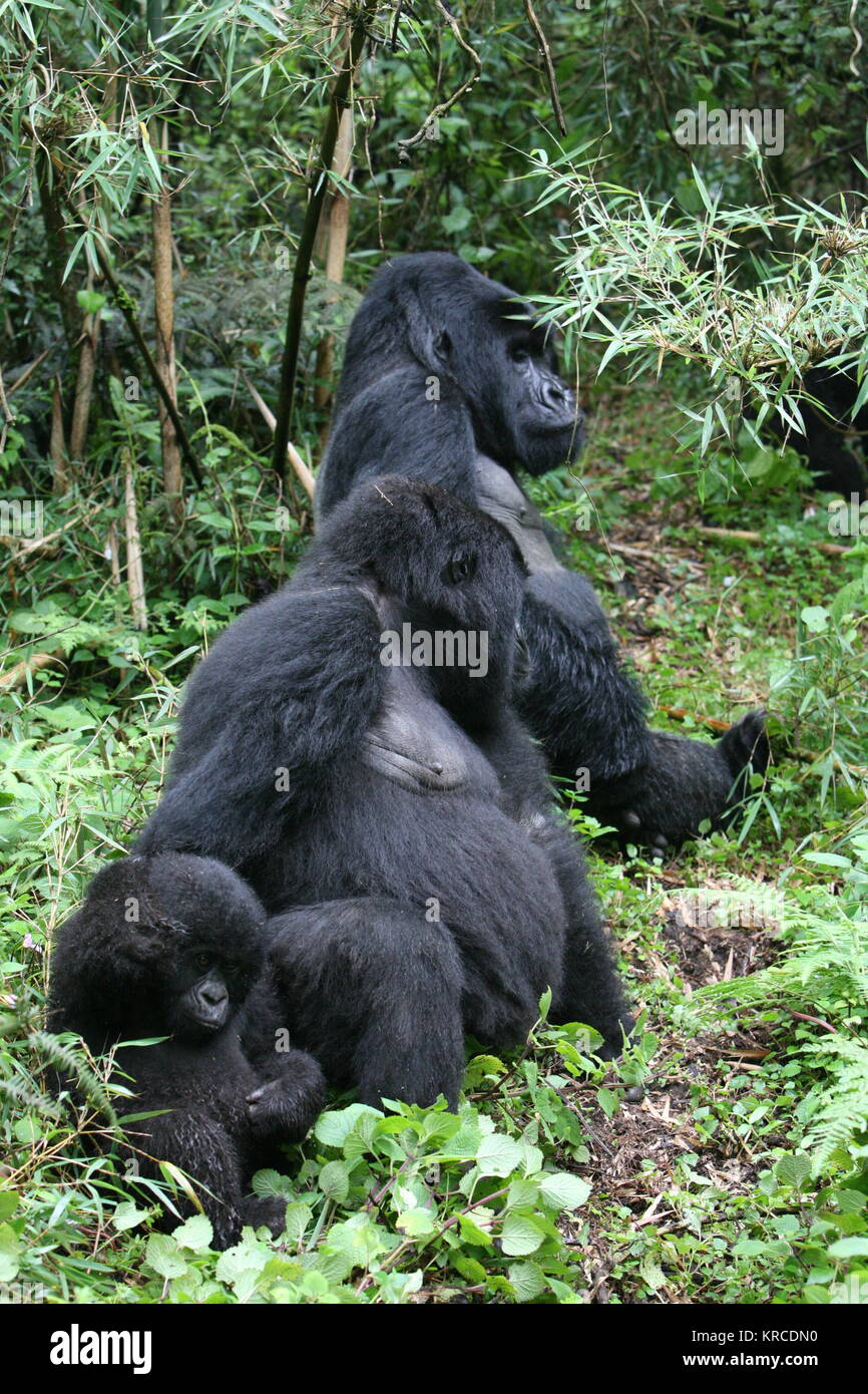 Wild Gorilla animal Rwanda Africa tropical Forest Stock Photo - Alamy