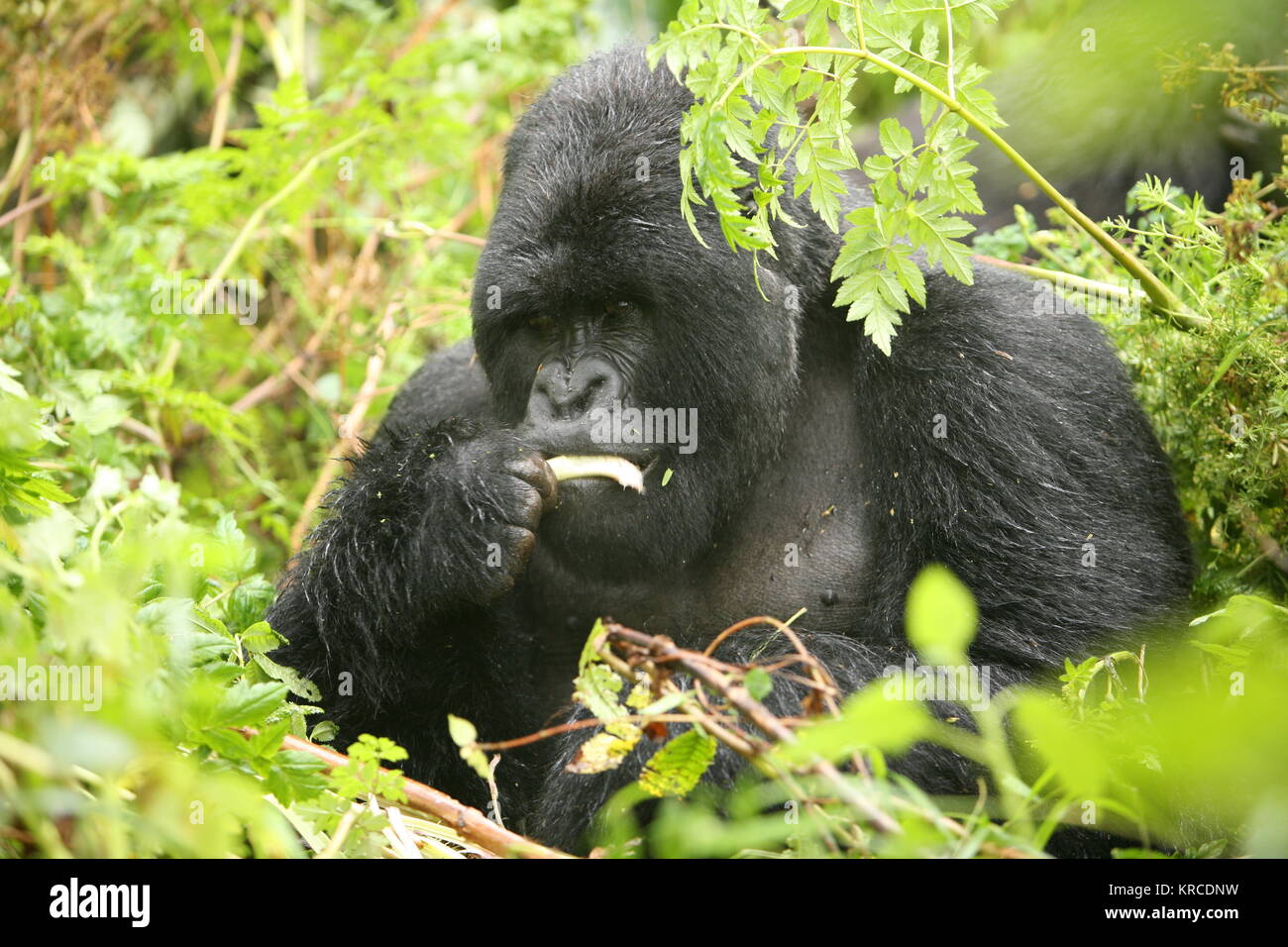 Wild Gorilla animal Rwanda Africa tropical Forest Stock Photo - Alamy