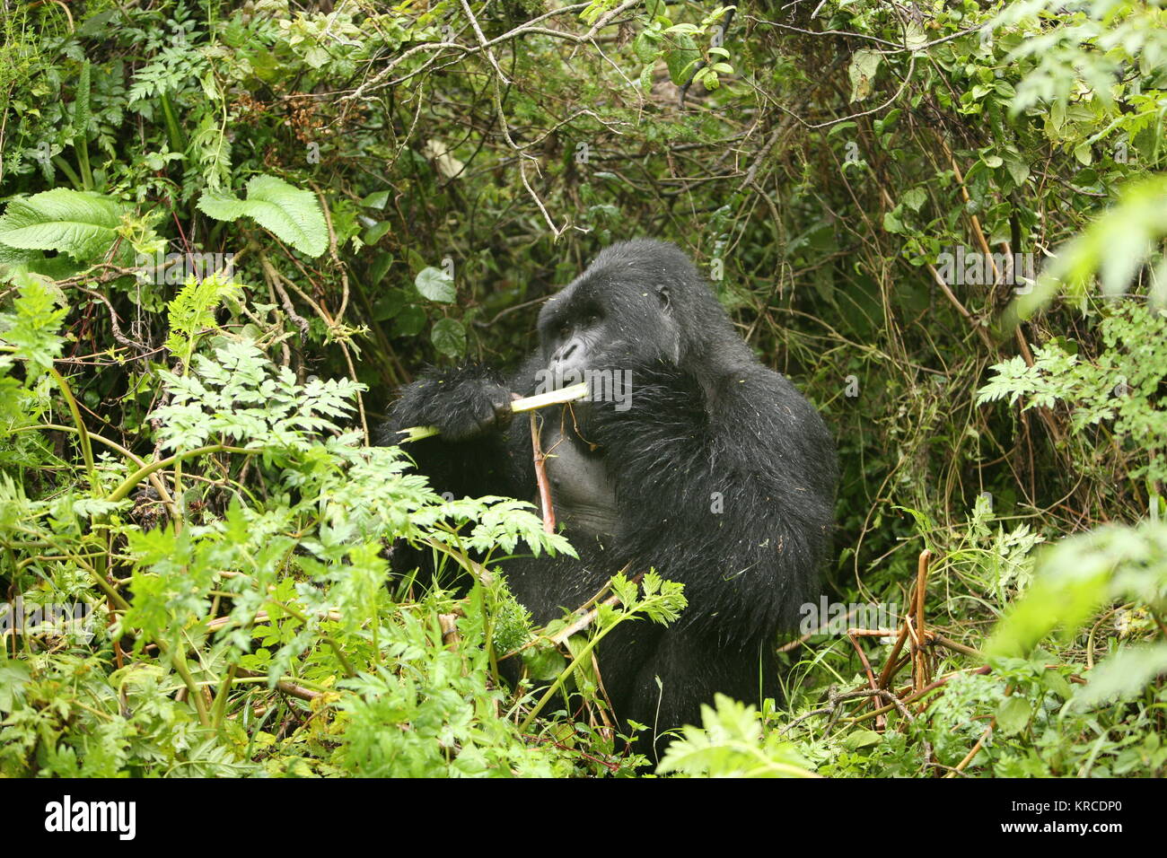 Wild Gorilla animal Rwanda Africa tropical Forest Stock Photo - Alamy