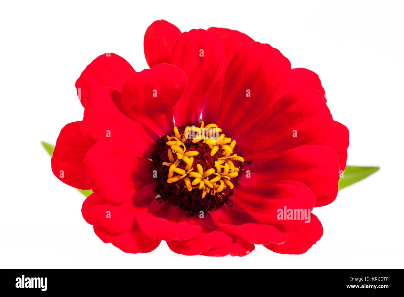 Single flower of red zinnia isolated on white background, close up ...