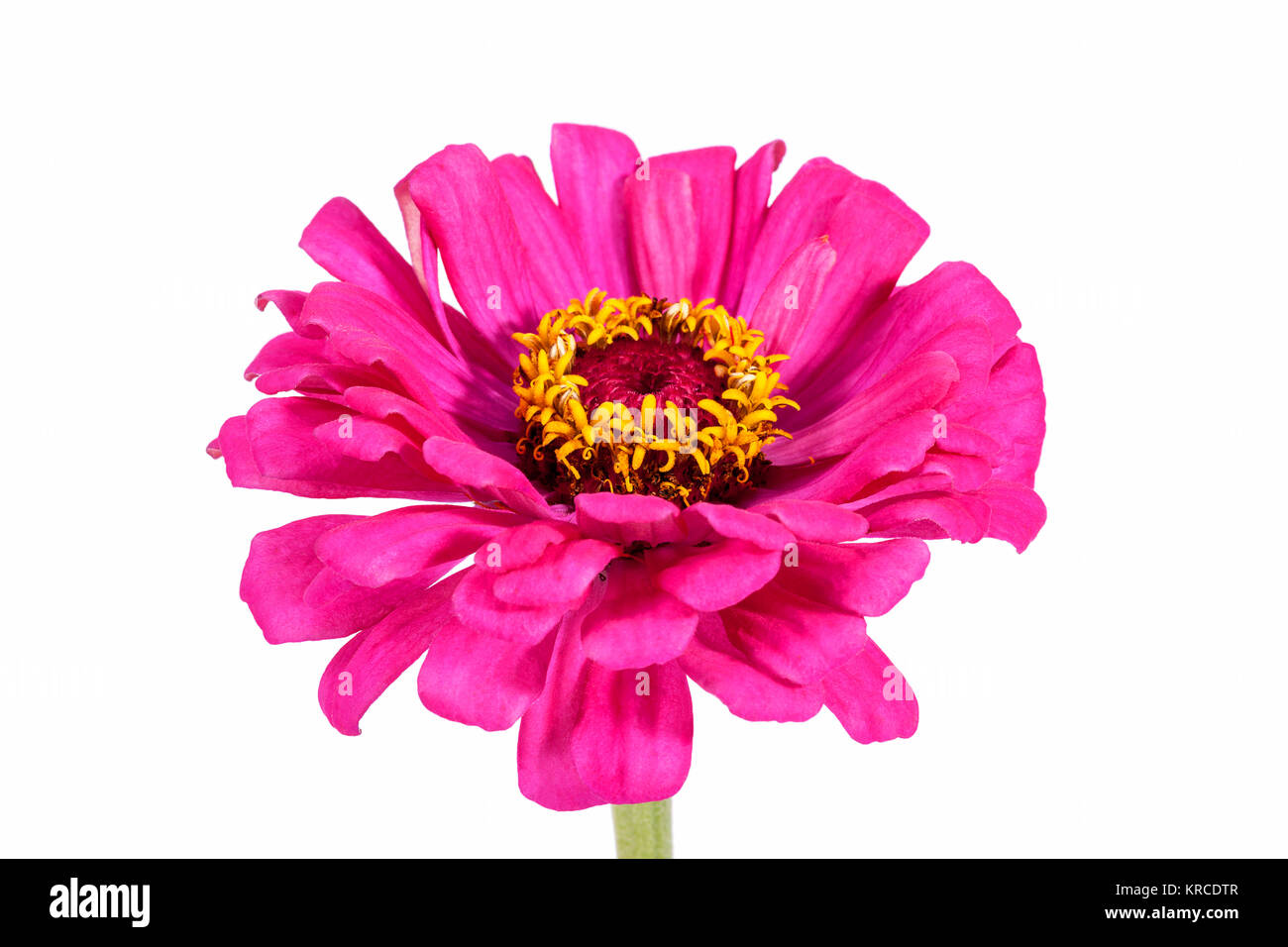 Single flower of pink zinnia isolated on white background, close up ...