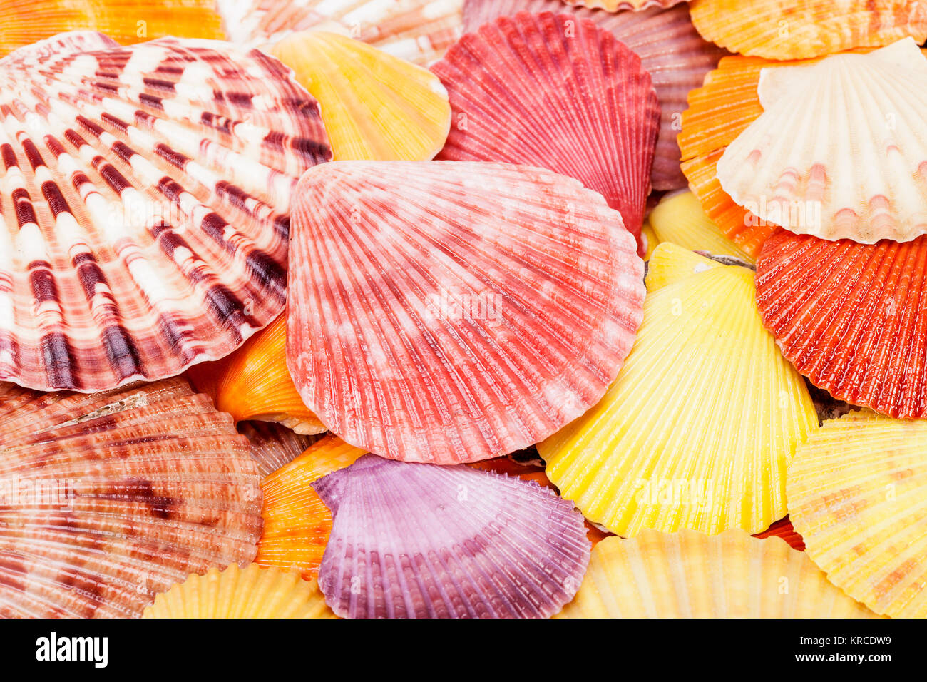 Background of colorful sea shells of mollusk, close up Stock Photo - Alamy