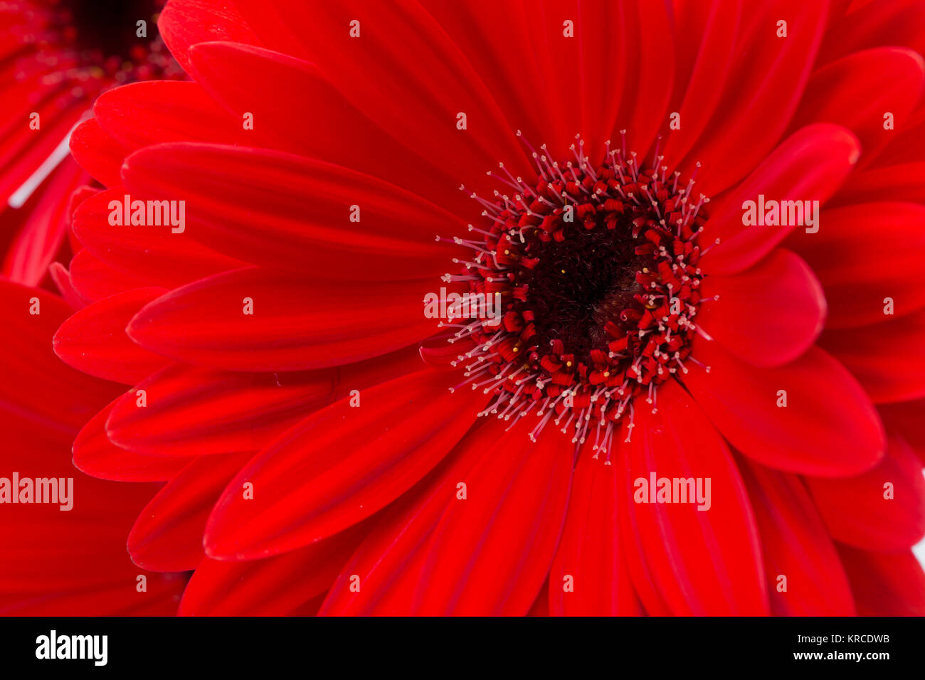 red gerbera daisy flower Stock Photo - Alamy