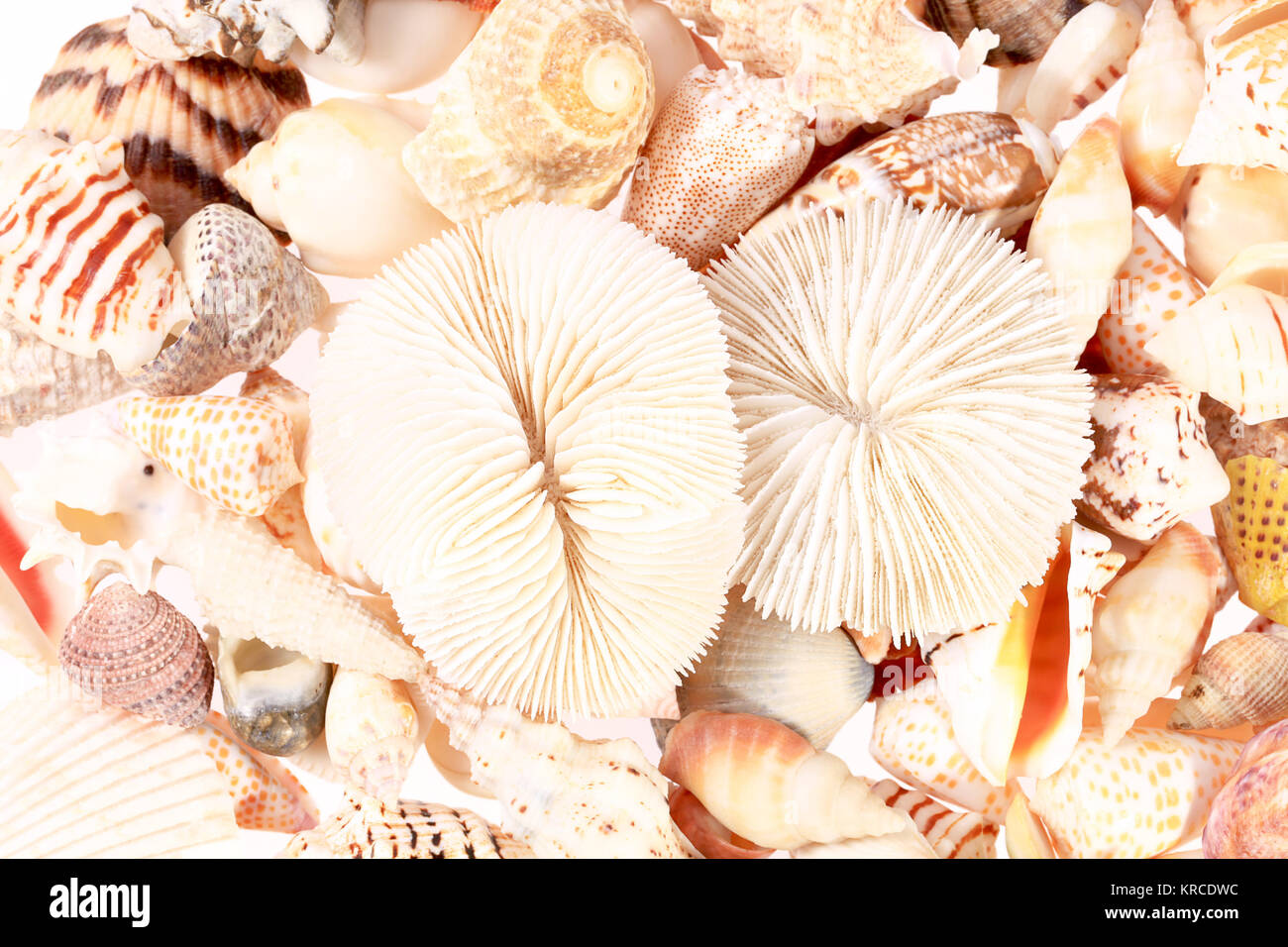 background of different types of sea shells Stock Photo - Alamy